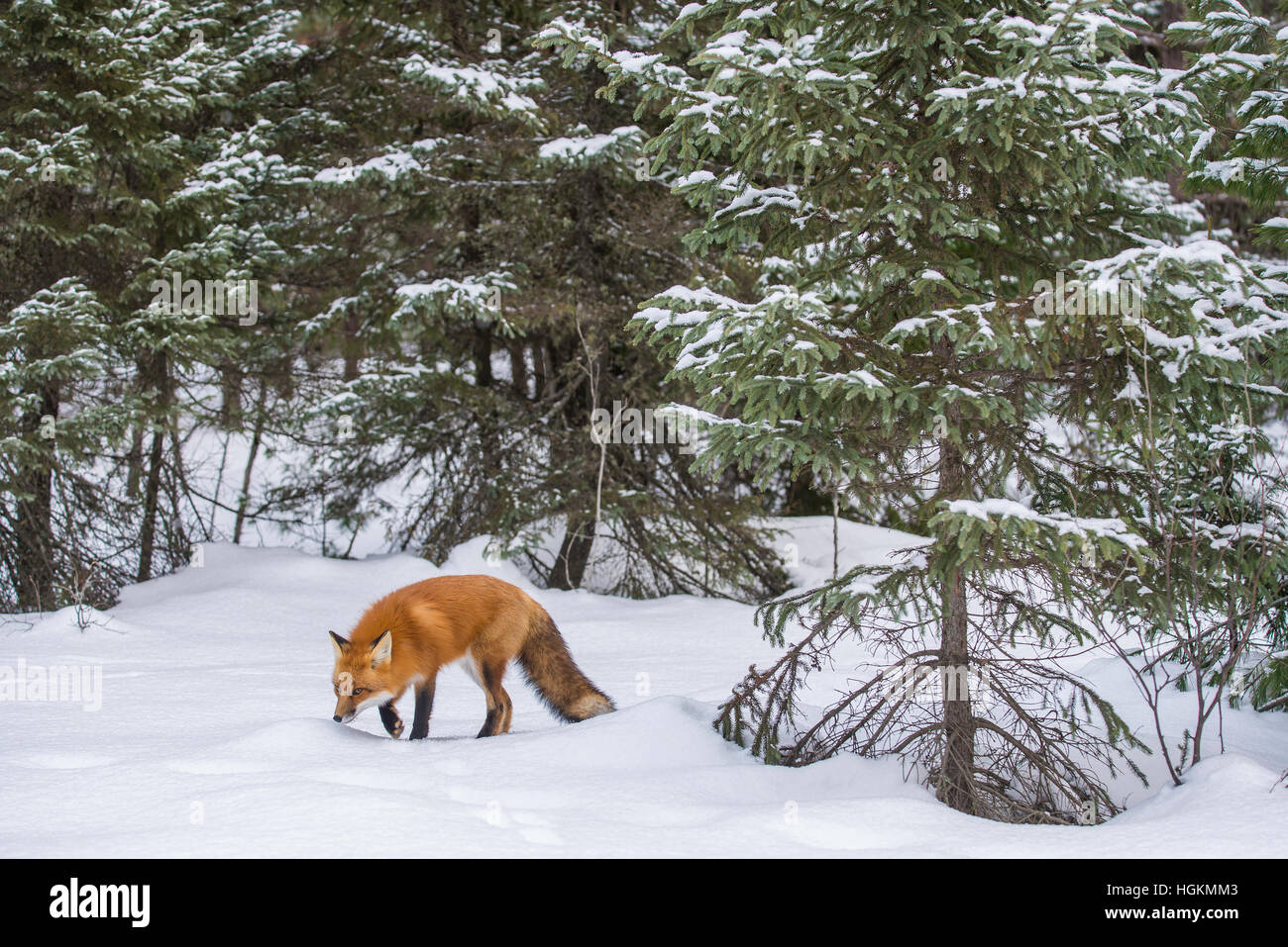 Hunting in the forest hi-res stock photography and images - Alamy
