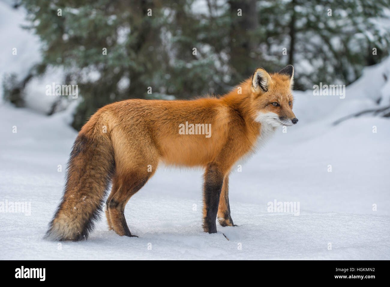 Red Fox Vulpes vulpes hunting in Winter setting North America Stock ...