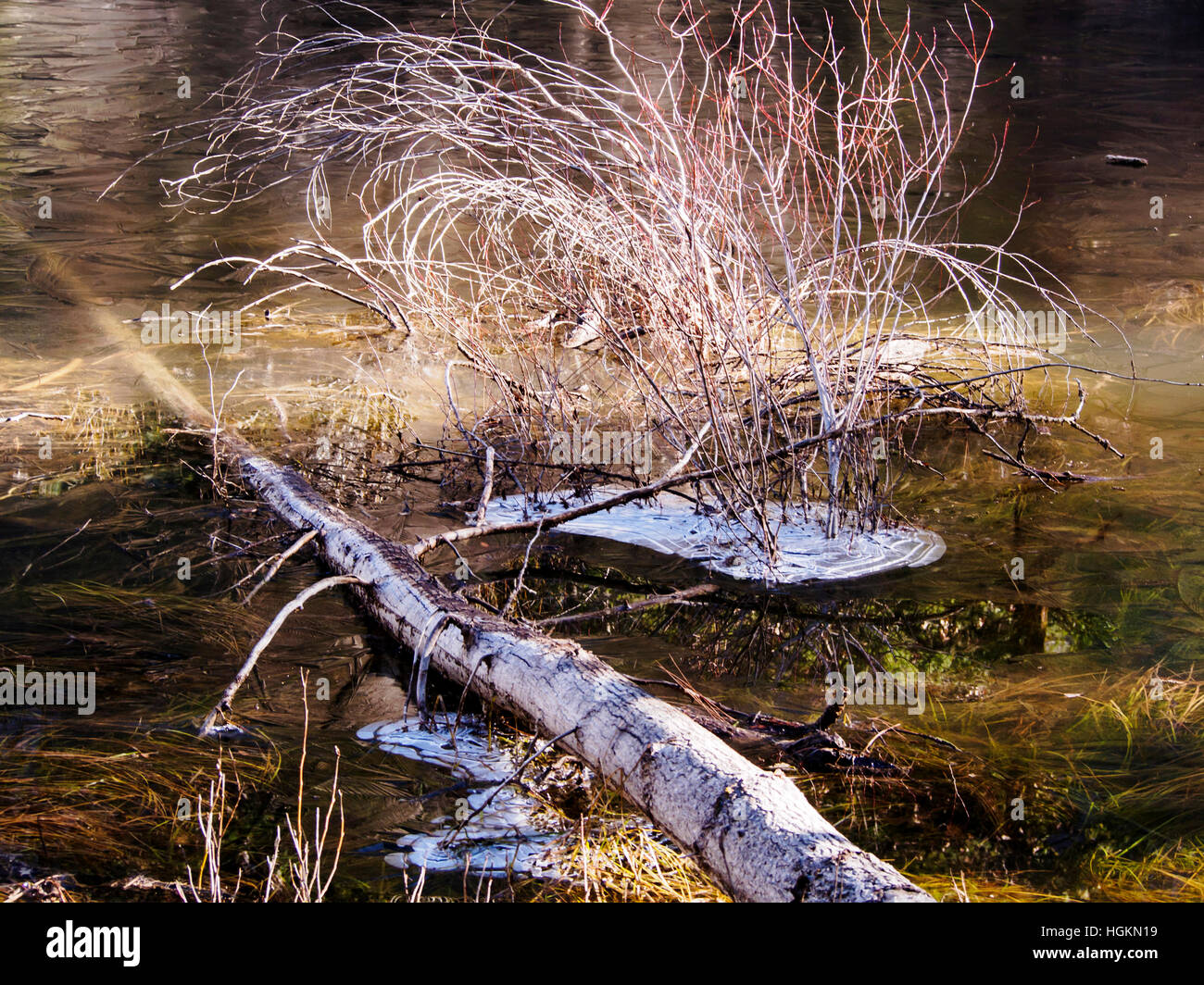 River plants frozen in winter ice seen on a bright winter's day in the ...