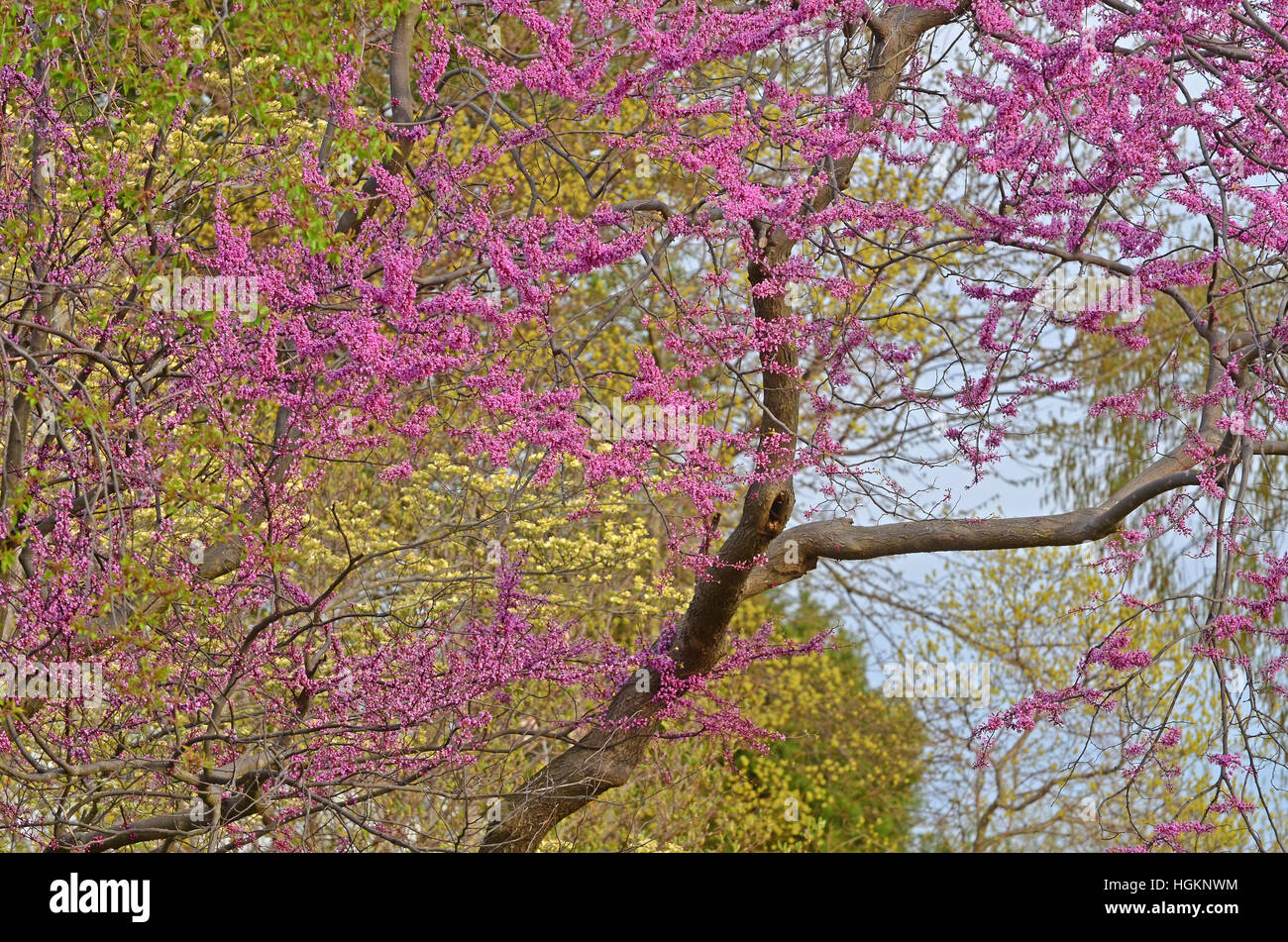 Red bud trees hi-res stock photography and images - Alamy