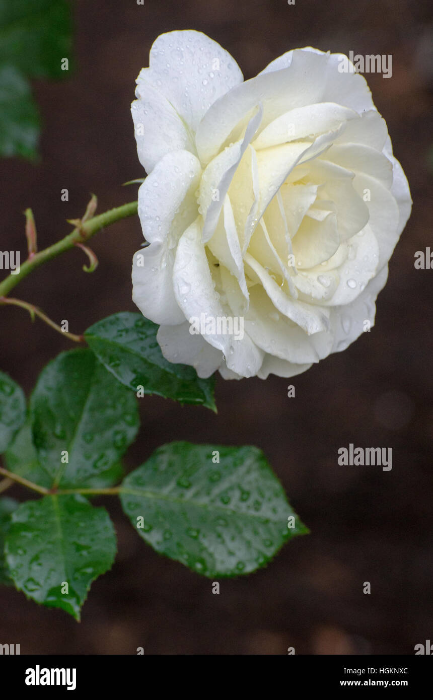A single alabaster white rose is hard for the photographer to pass by ...