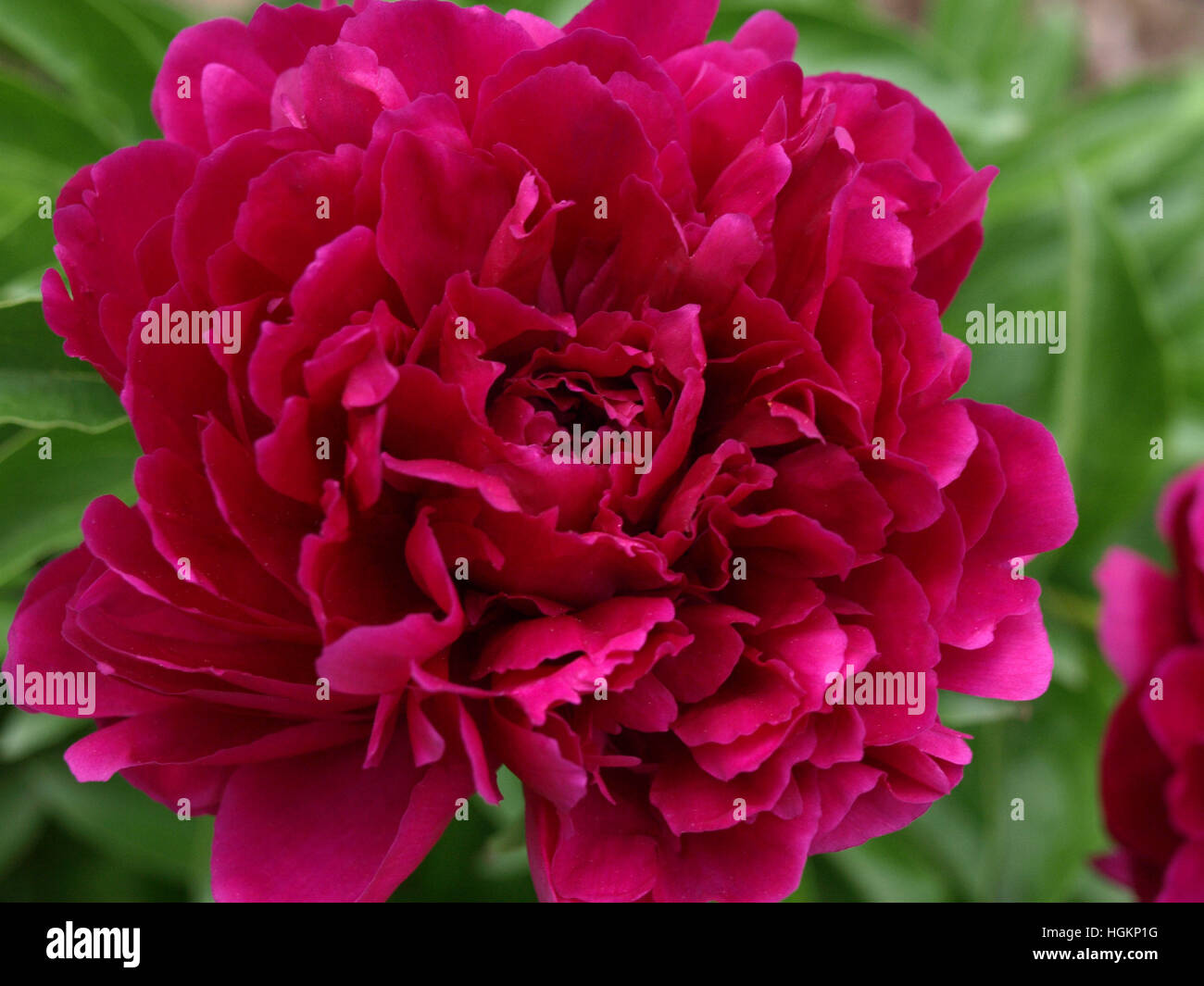 A deep rose peony blossom Stock Photo - Alamy