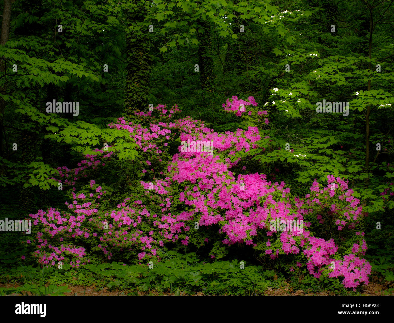 Azaleas bloom at the National Arboretum Azalea Collection, Washington ...