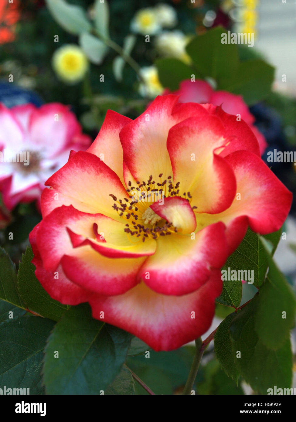 A red and yellow bi-colored rose Stock Photo - Alamy