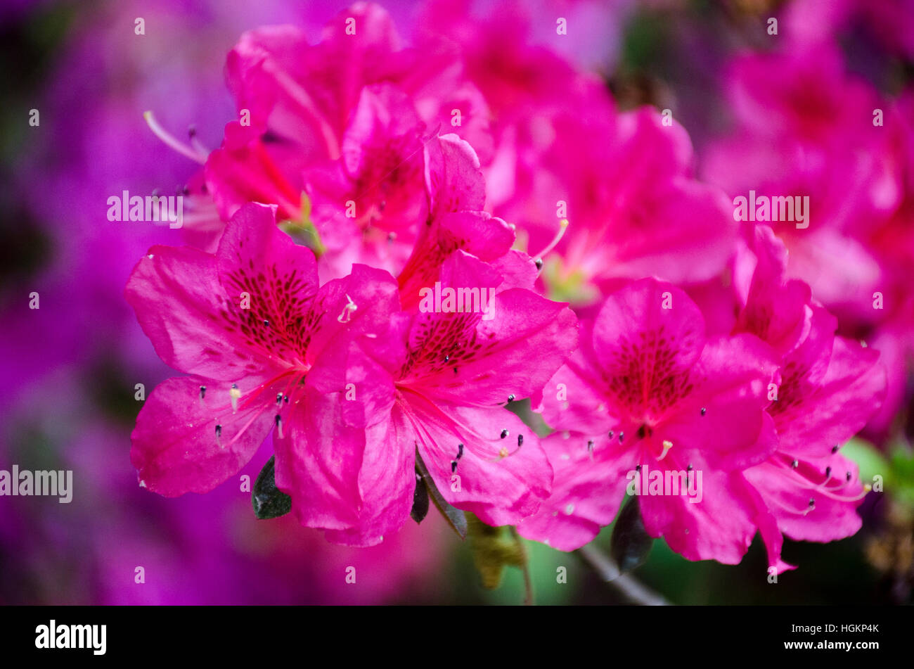 Azalea bush High Resolution Stock Photography and Images - Alamy