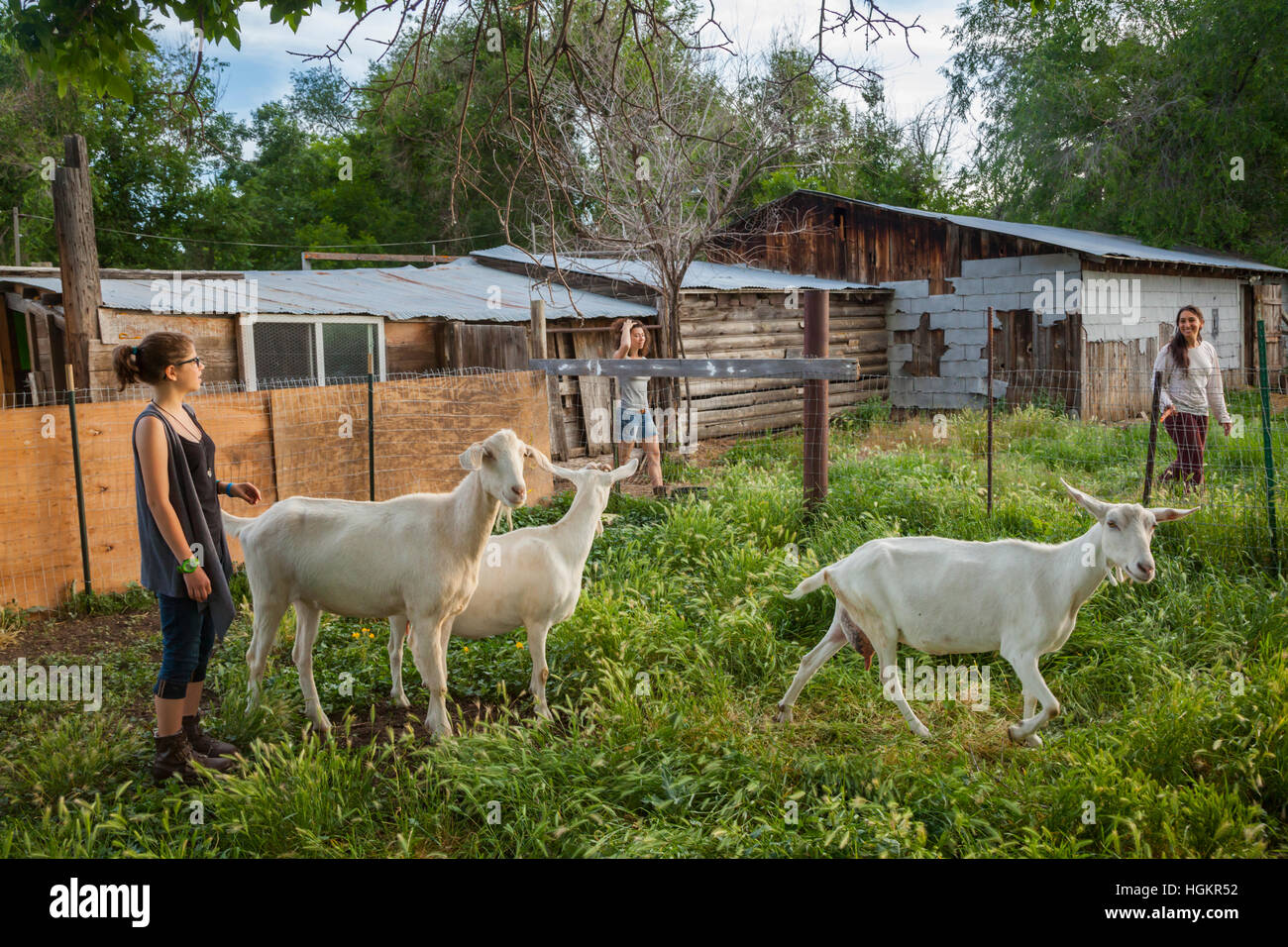 Women tend to goats at Beit-Izim, an urban farm goat cooperative in ...