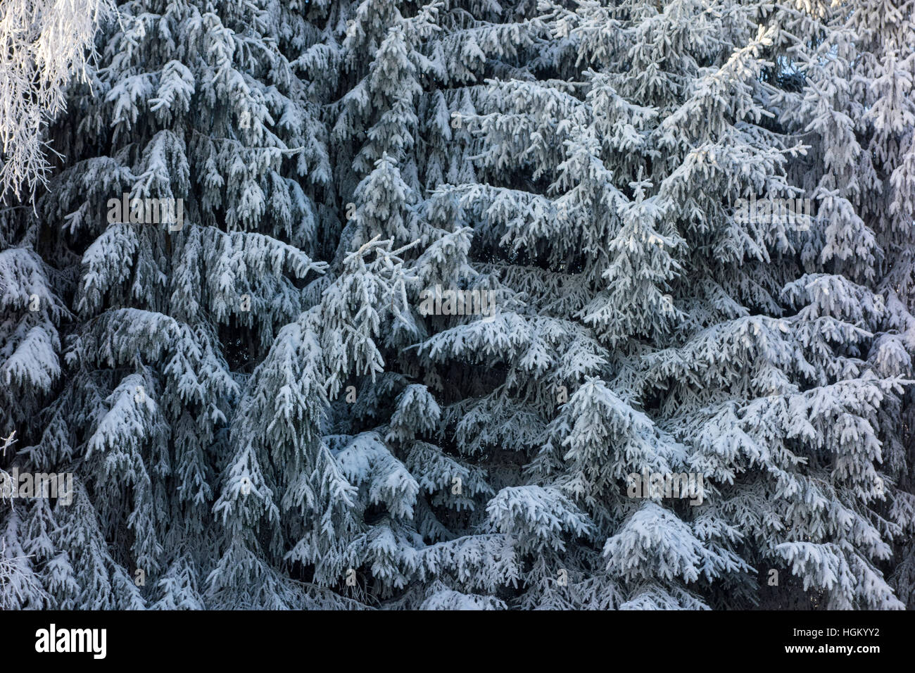 Fresh spruce boughs hi-res stock photography and images - Alamy