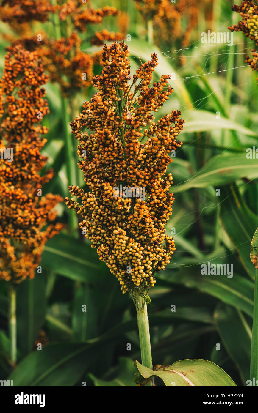 Sorghum field hi-res stock photography and images - Alamy