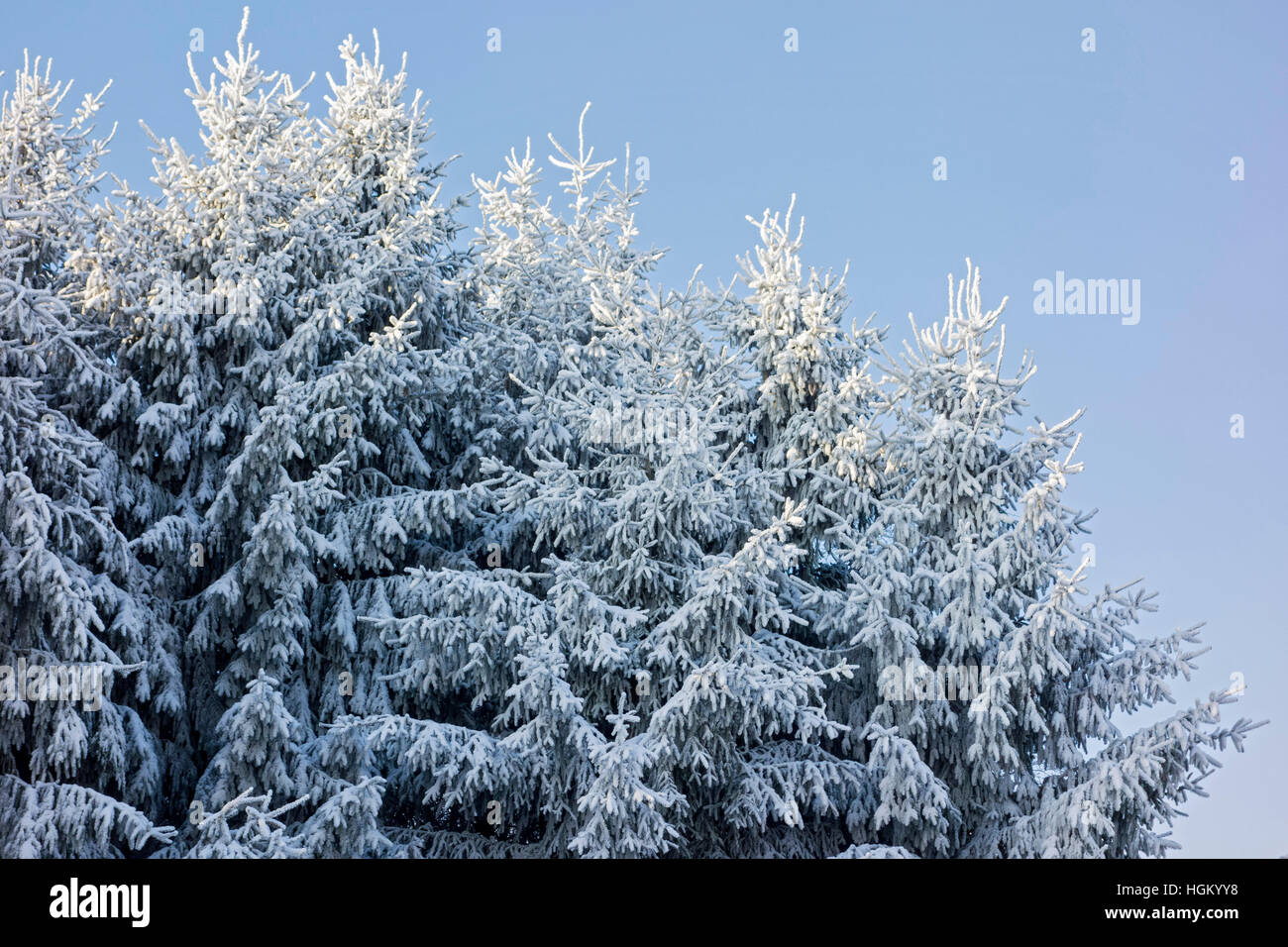 Fresh spruce boughs hi-res stock photography and images - Alamy