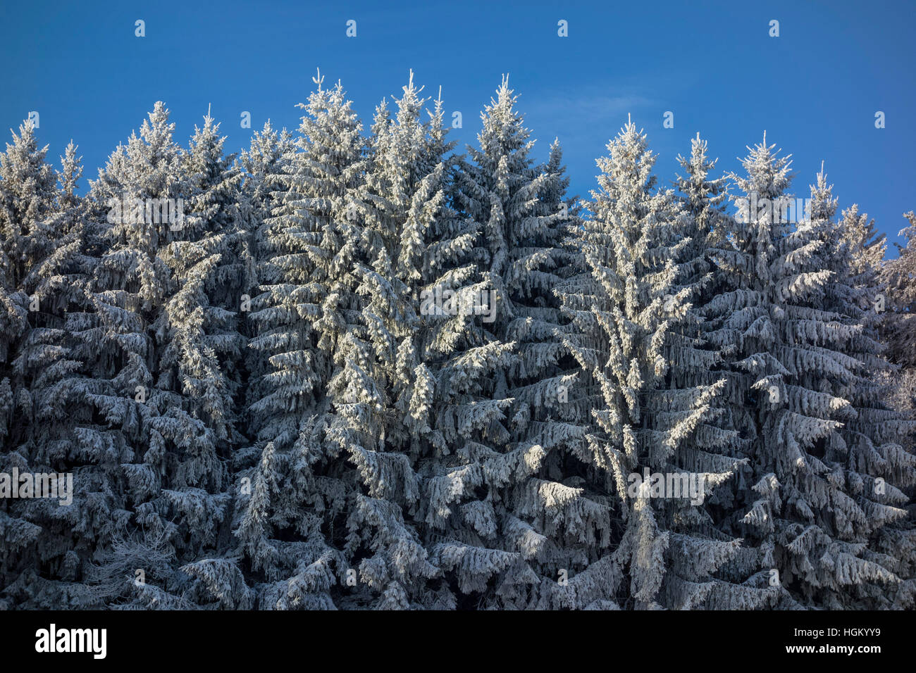 Spruce boughs hi-res stock photography and images - Alamy