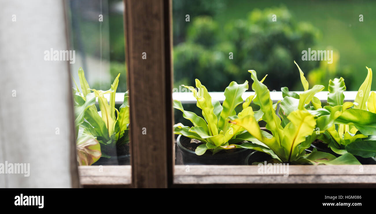 Plants outside the window concept Stock Photo - Alamy