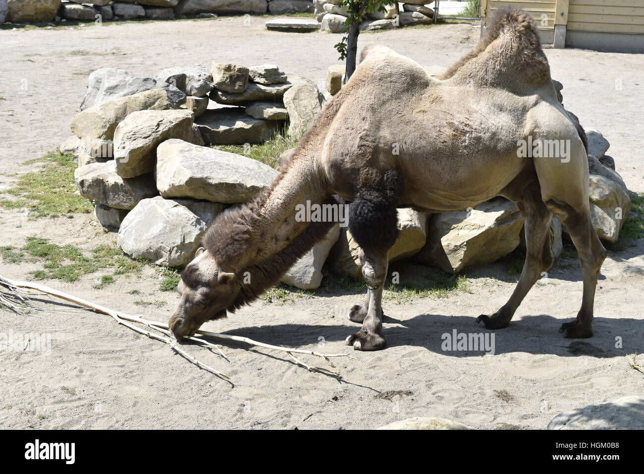 Camel eating hi-res stock photography and images - Alamy