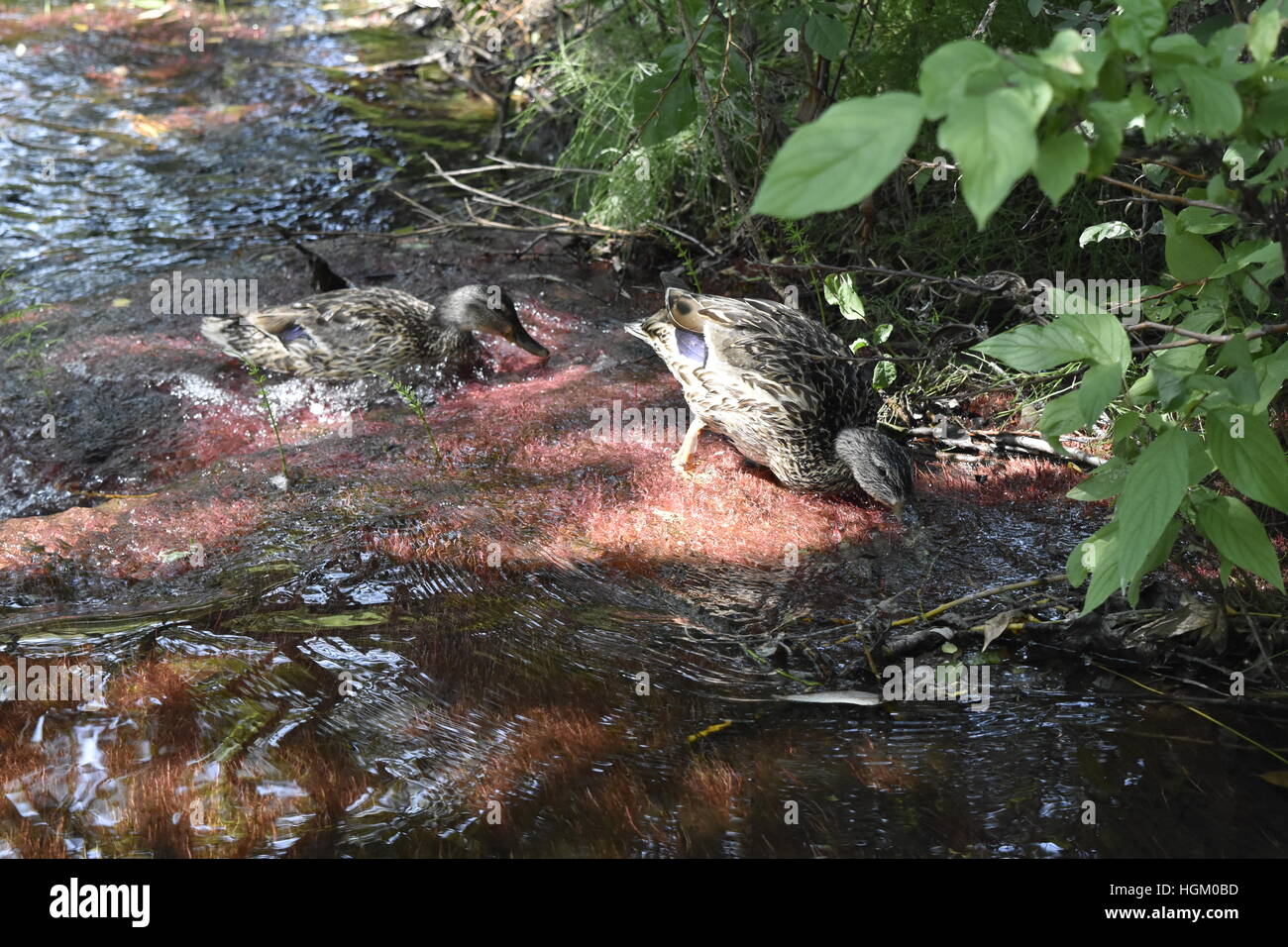 Stream feeding birds hi-res stock photography and images - Alamy