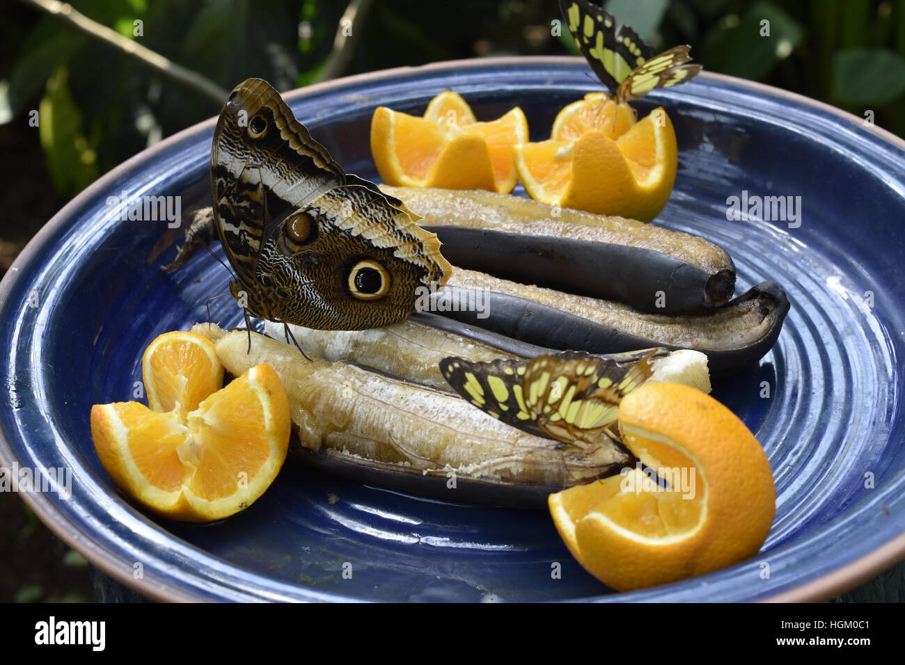 Butterfly Eating Fish