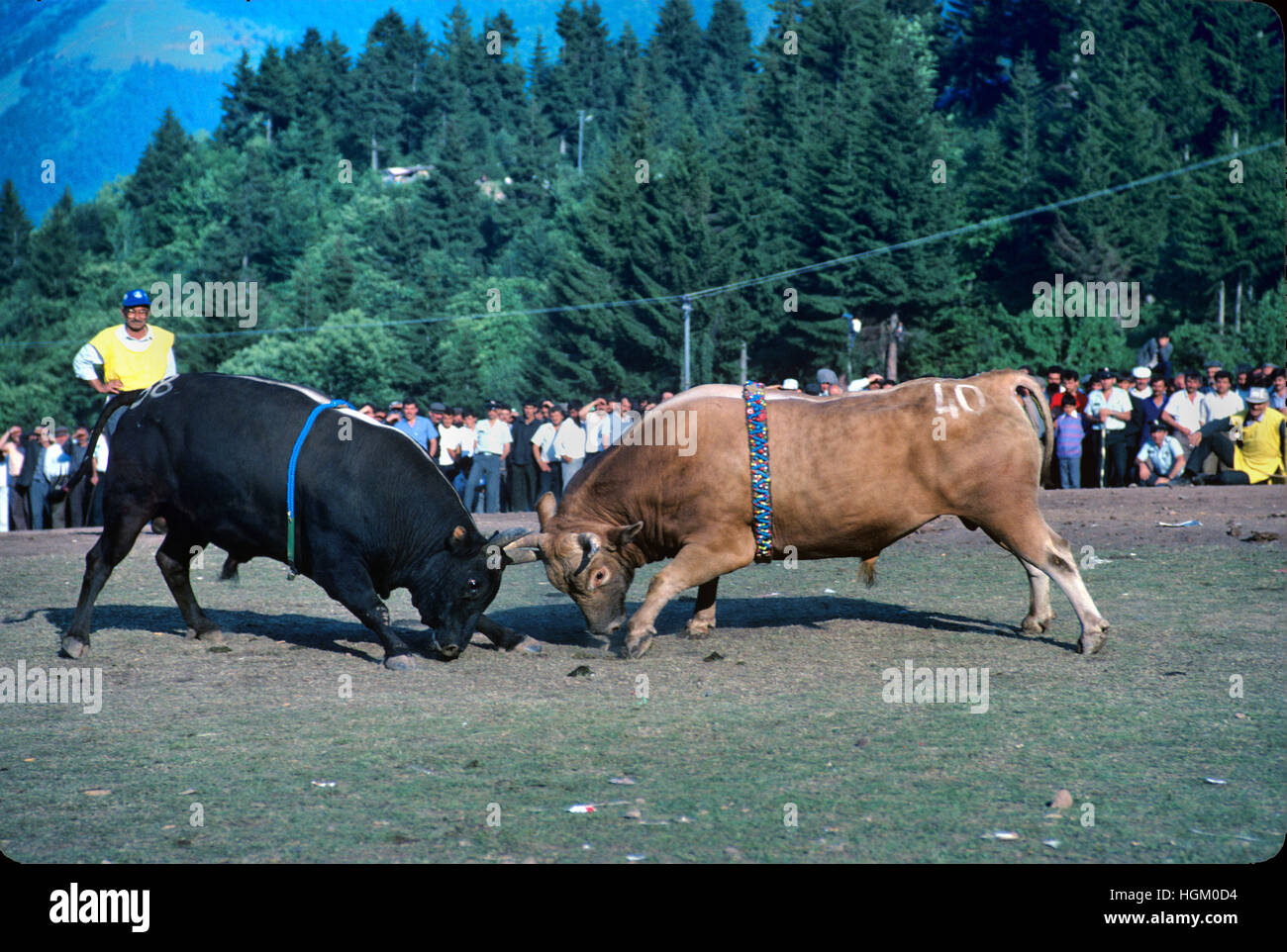 Bulls Fighting or Bull Fight Festival in the Pontic Alps near Artvin ...