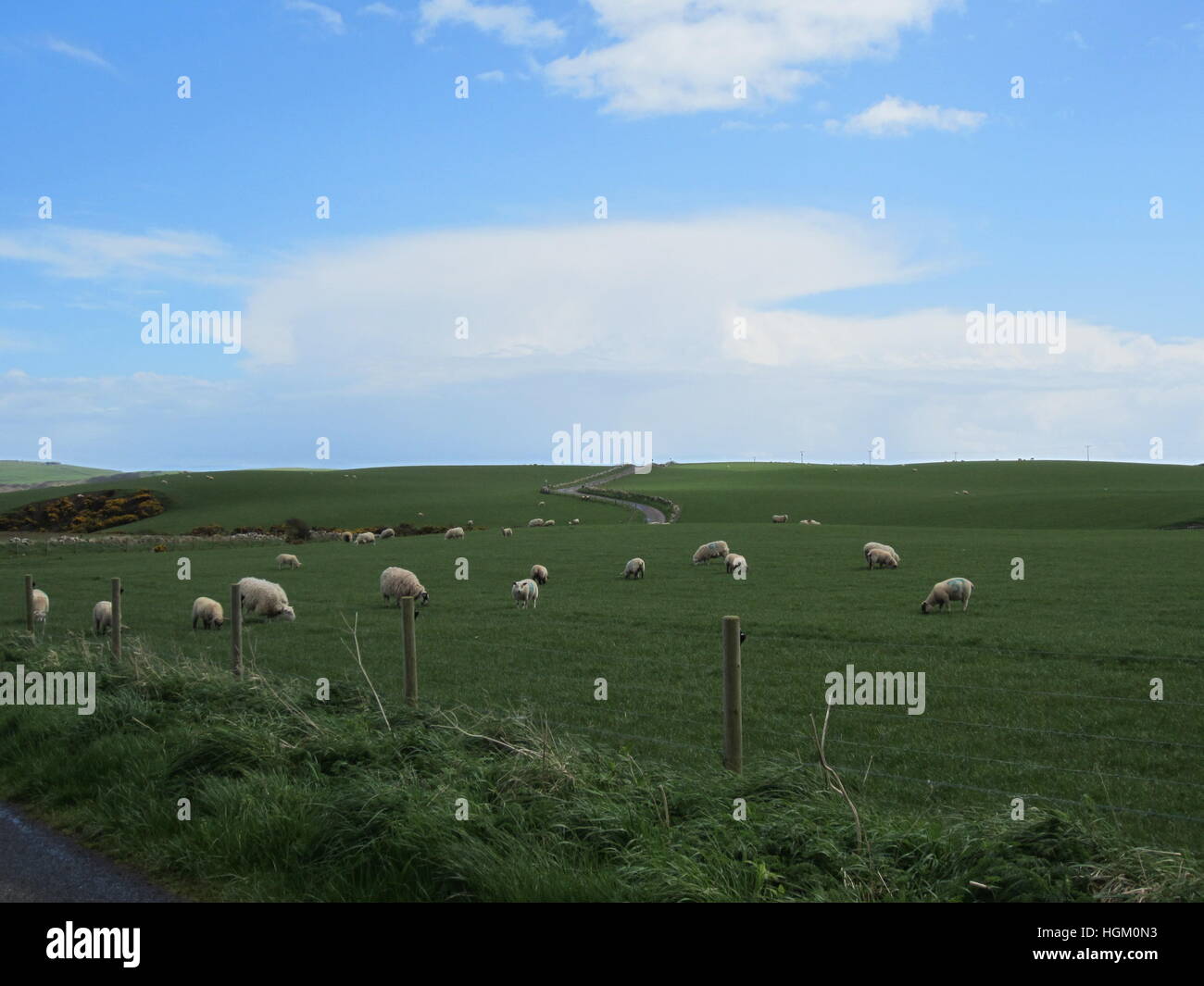 field of sheep under a blue sky Stock Photo - Alamy