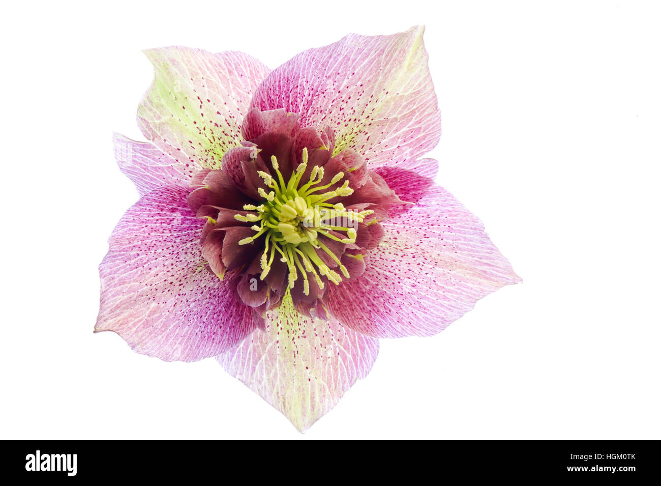 High-key image of a spring Hellebore flower also known as the Lenten or ...
