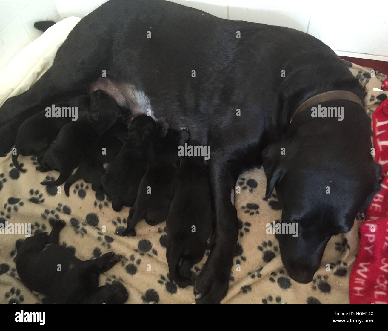 Labrador feeding Puppies Stock Photo - Alamy