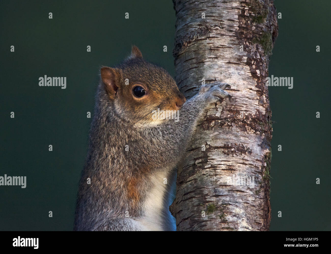 Silver squirrel hi-res stock photography and images - Alamy
