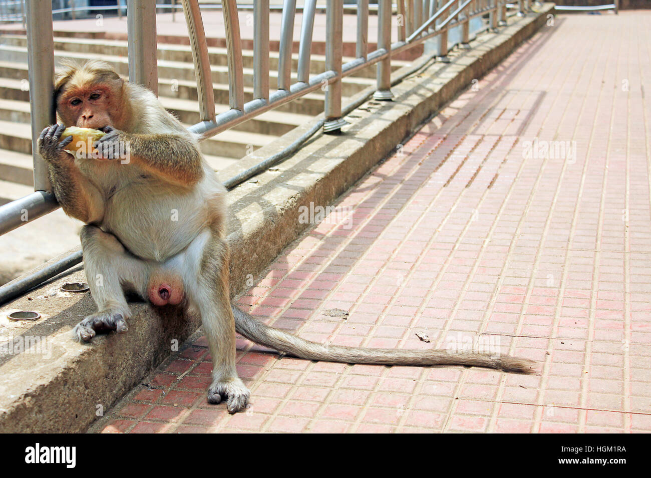 Monkey Eating Mango Stock Photo - Alamy