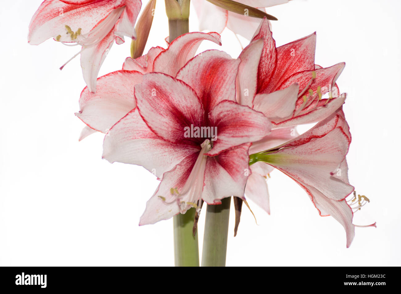 Hippeastrum Amaryllis Charisma, Dutch hybride, big white-pink flowers ...