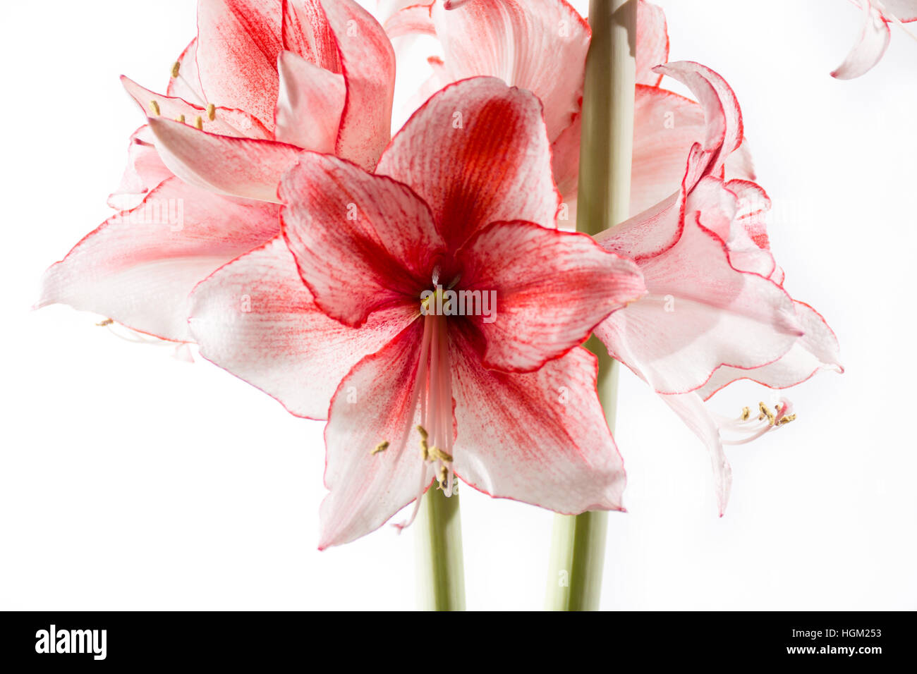 Hippeastrum Amaryllis Charisma, Dutch hybride, big white-pink flowers ...