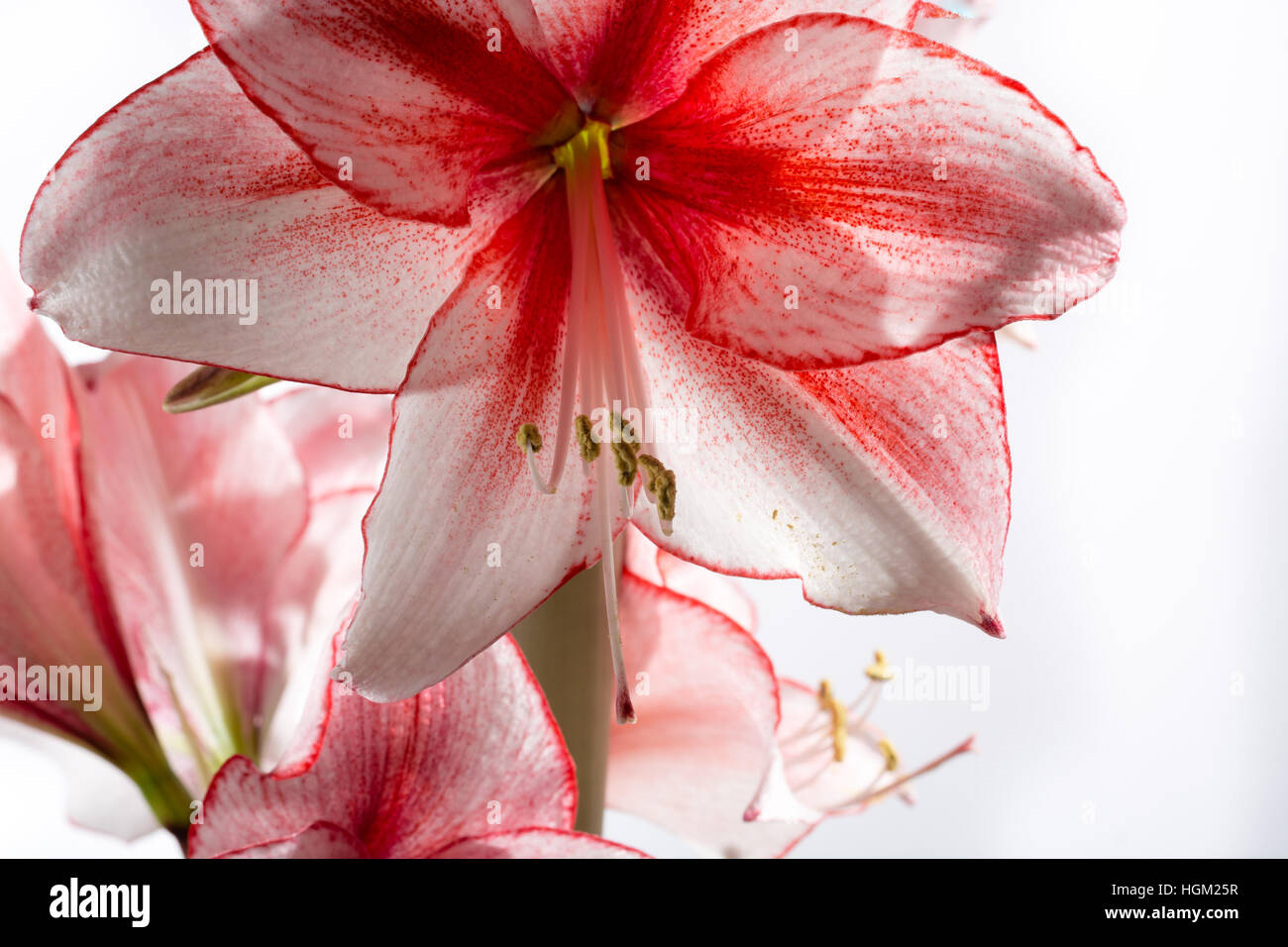 Hippeastrum Amaryllis Charisma, Dutch hybride, big white-pink flowers ...