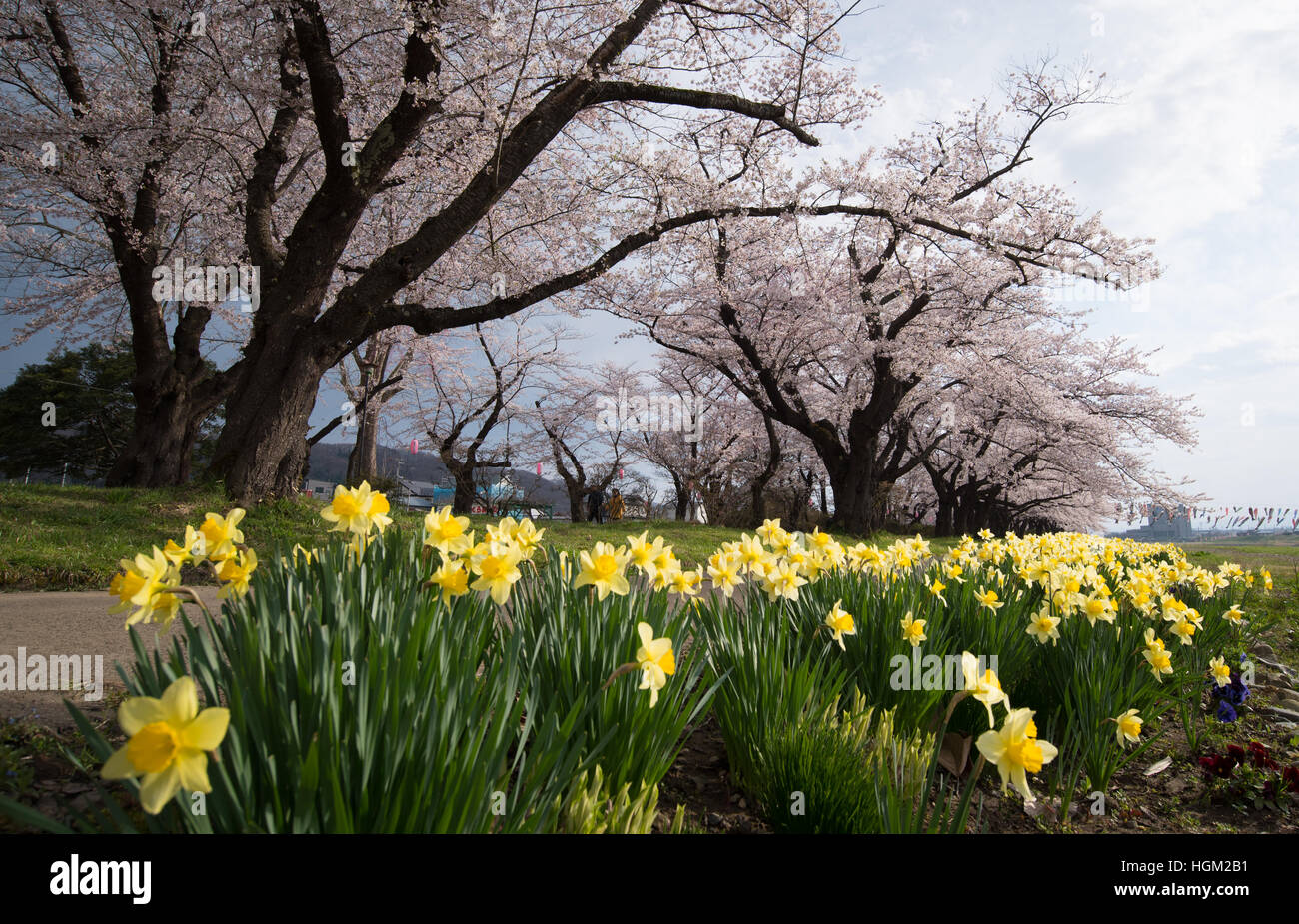 Path way of cherry blossoms and Daffodil flowers in Kitakami,Japan ...