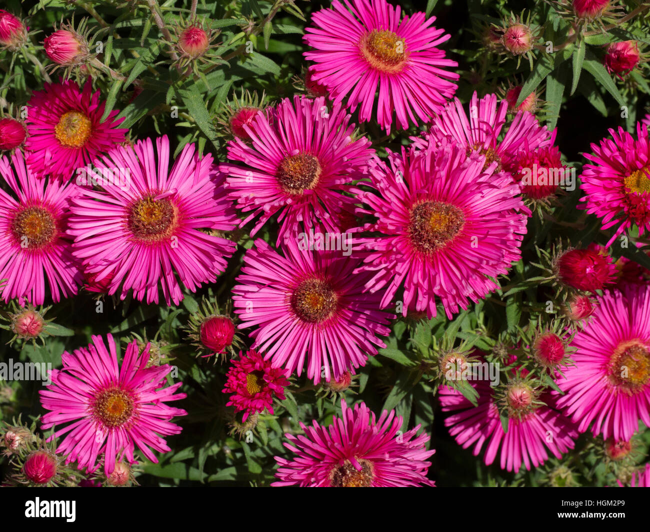 Late summer flowering - Pink Aster Stock Photo - Alamy