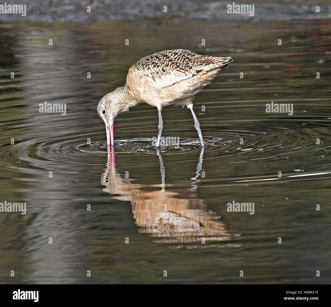 Marbled godwit limosa fedoa hi-res stock photography and images - Alamy