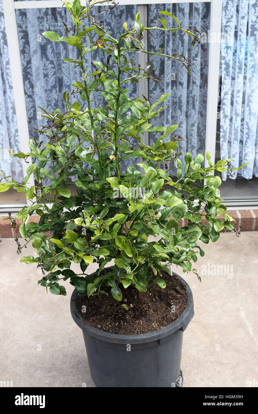 Growing Kaffir lime Citrus hystrix in a pot Stock Photo - Alamy