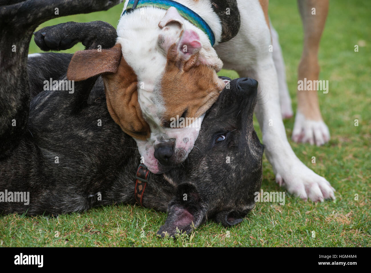 Fun times at Ventura dog Park Stock Photo - Alamy