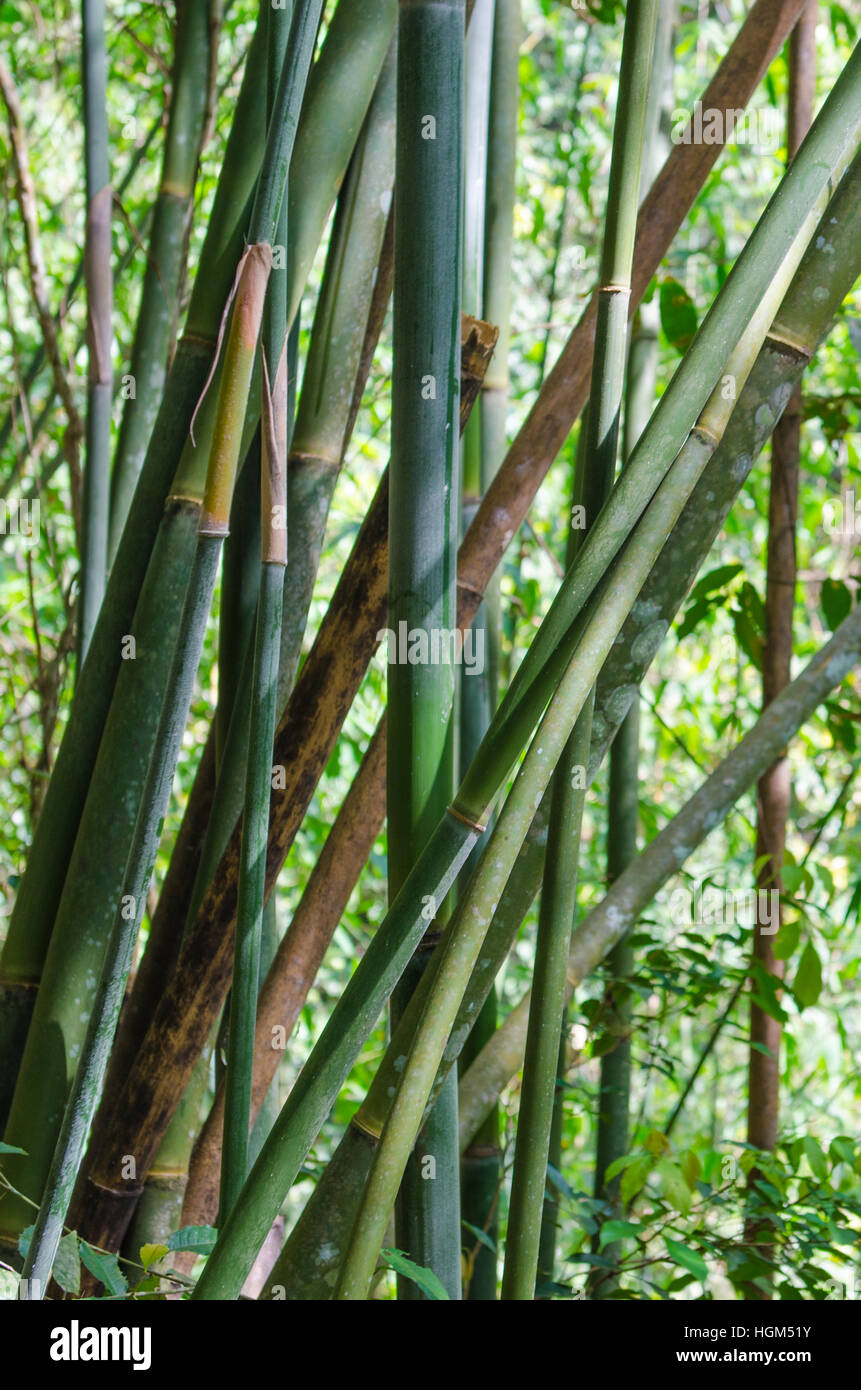 background bamboo trunks in green tropical jungle Stock Photo - Alamy