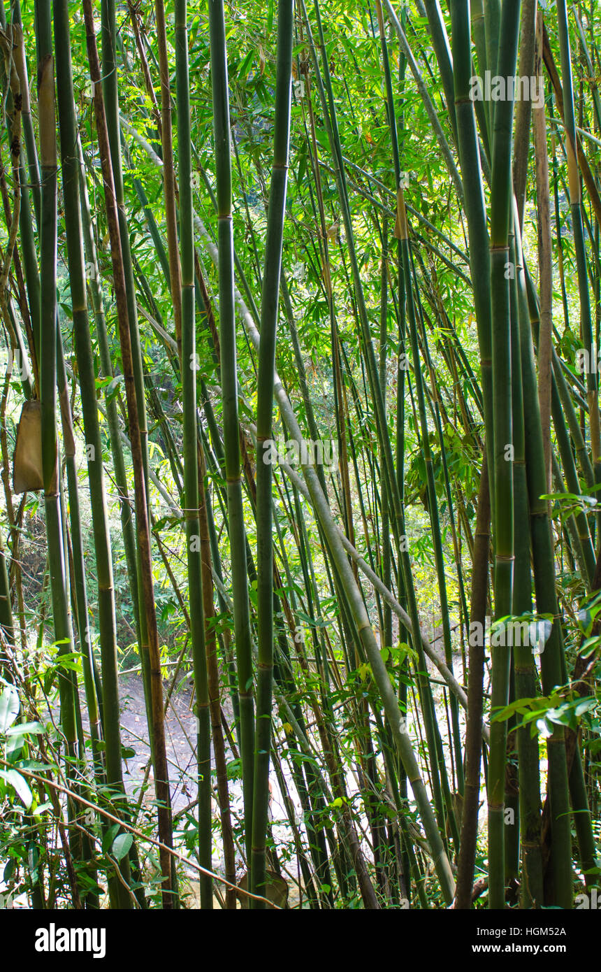 background bamboo trunks in green tropical jungle Stock Photo - Alamy