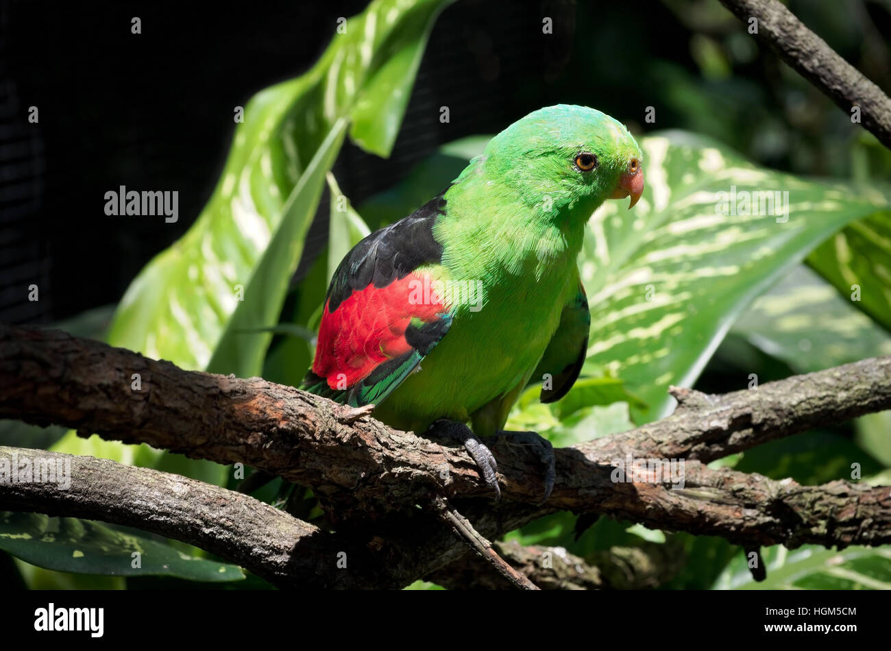 Red winged parrot hi-res stock photography and images - Alamy
