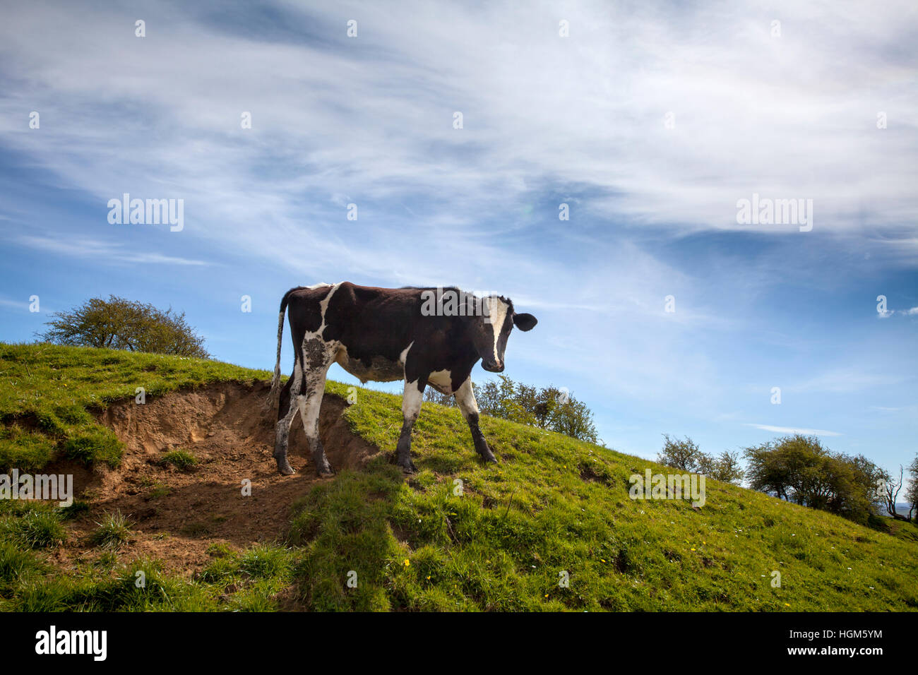 A cow on a hill with blue sky Stock Photo - Alamy