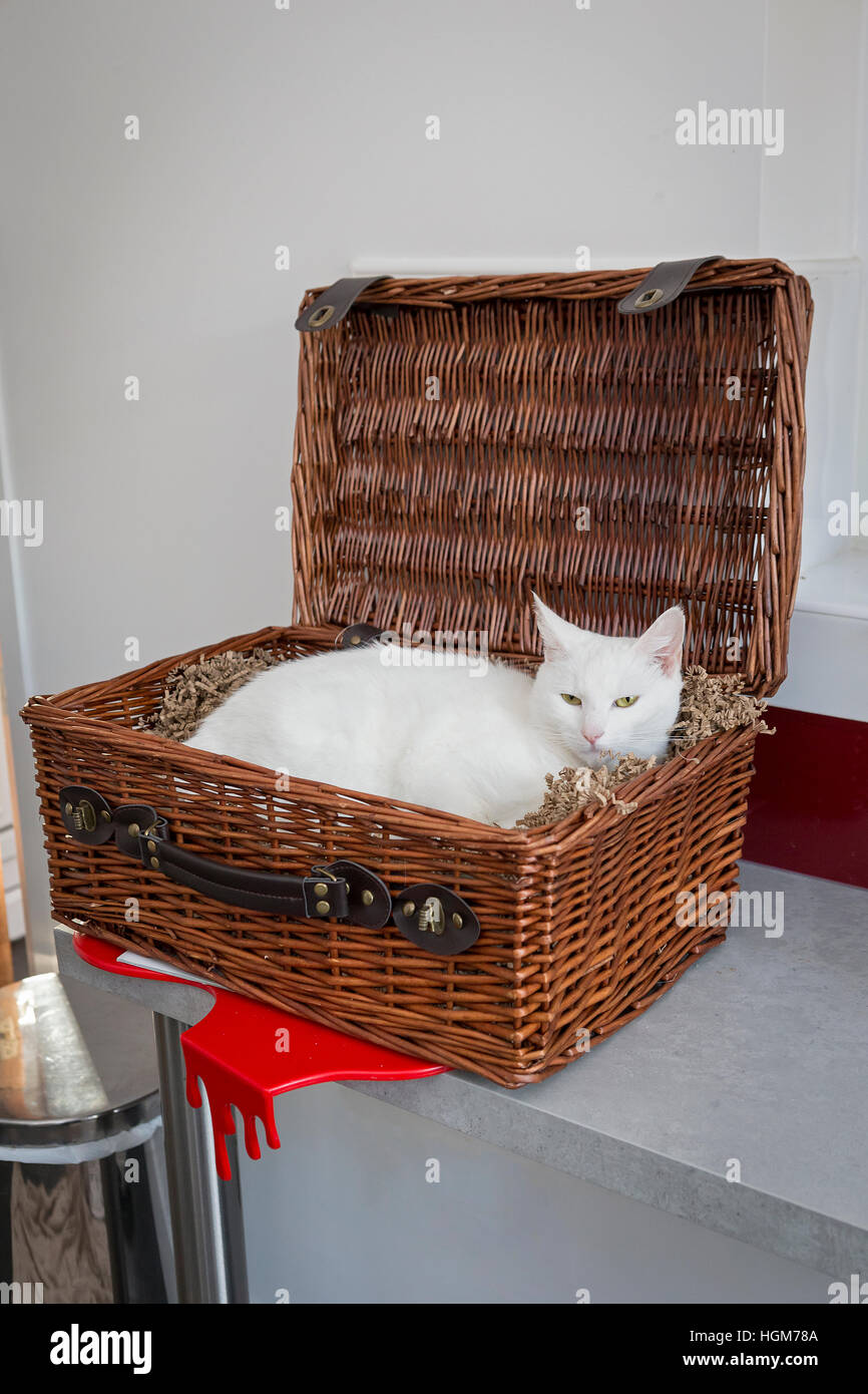 White cat resting in a wicker food hamper on a kitchen worksurface ...