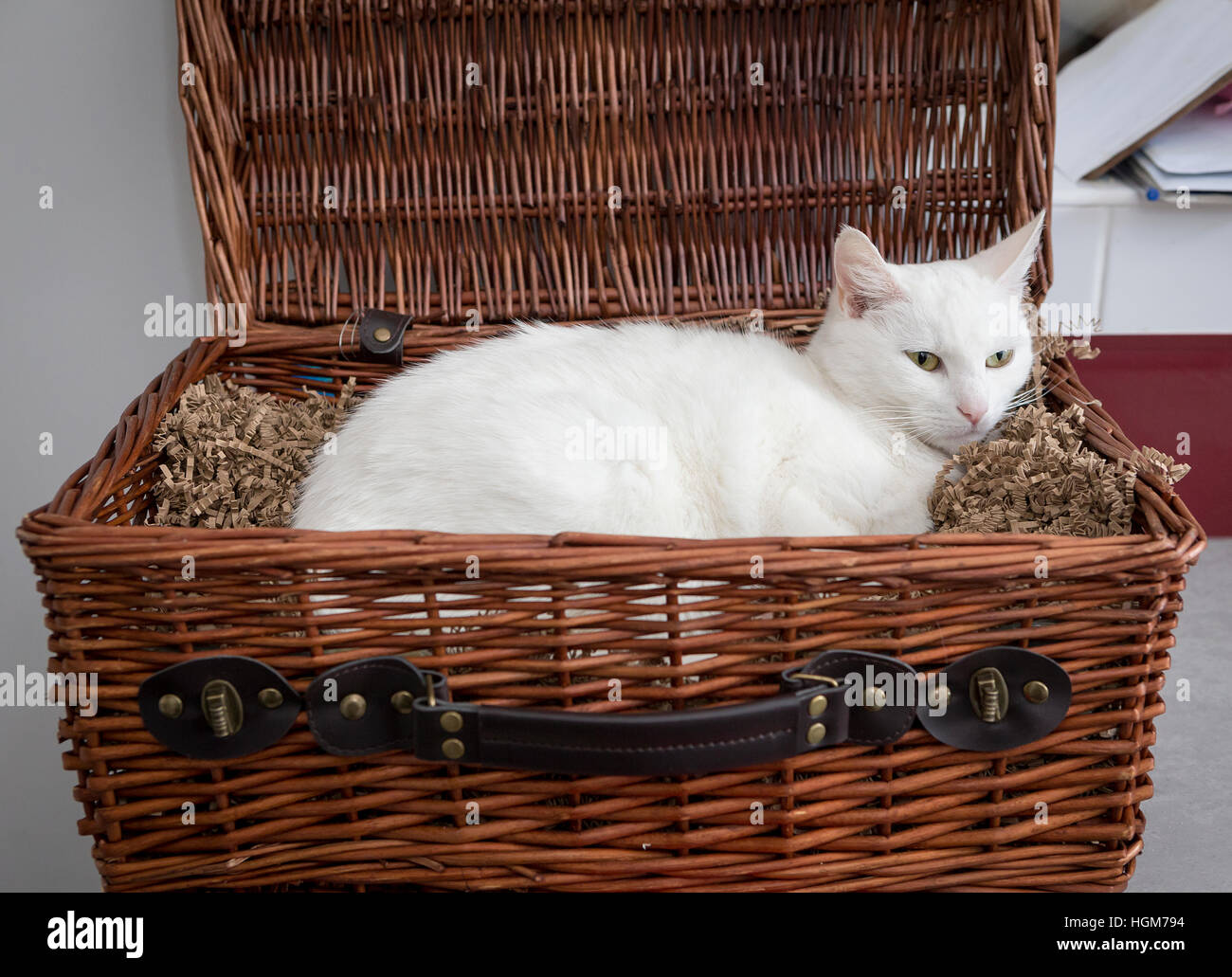 White cat resting in a wicker food hamper on a kitchen worksurface ...