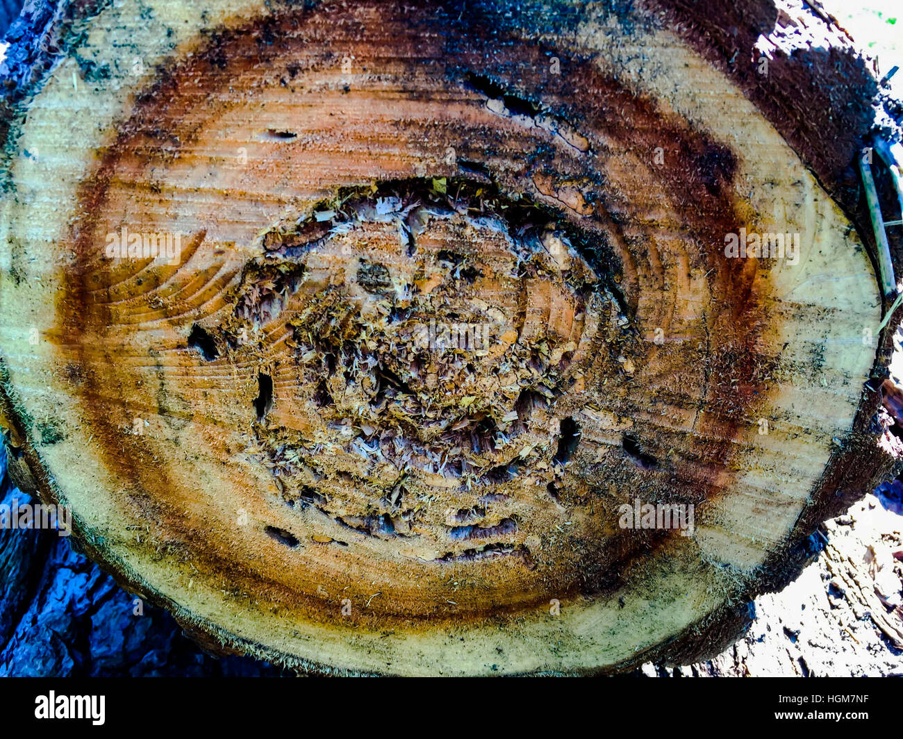 cross-section of a hardwood tree chewed up by termites, on the ground ...