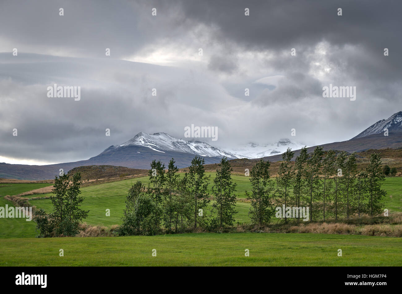 Wind swept trees hi-res stock photography and images - Alamy