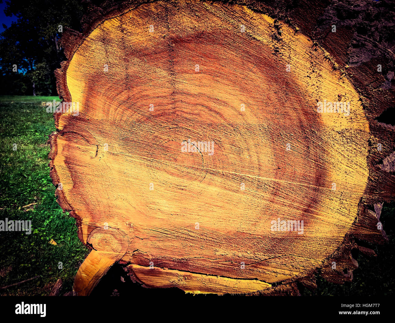 Cross Section Tree Identification
