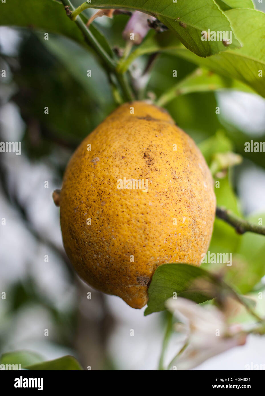 Lemon trees in pots hi-res stock photography and images - Alamy