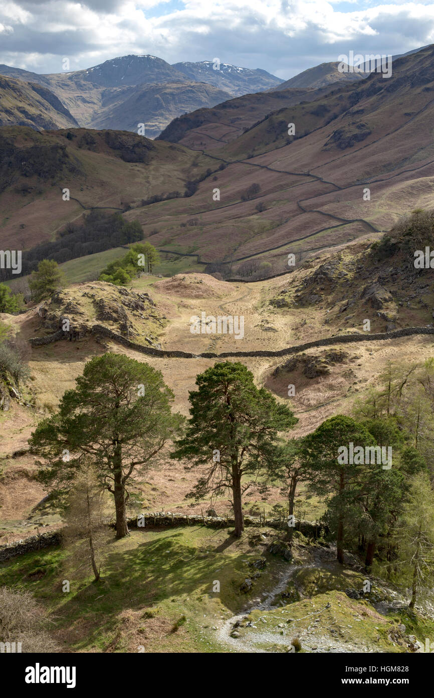 View looking towards Scafell Pike and Great Gable from Castle Crag ...