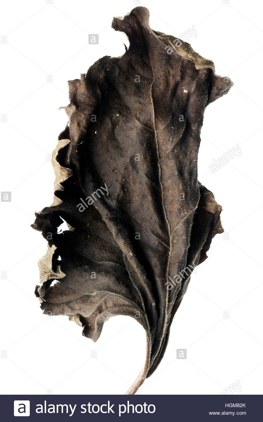 Environment Nature Crumbling Decay Stock Photos & Environment Nature ...