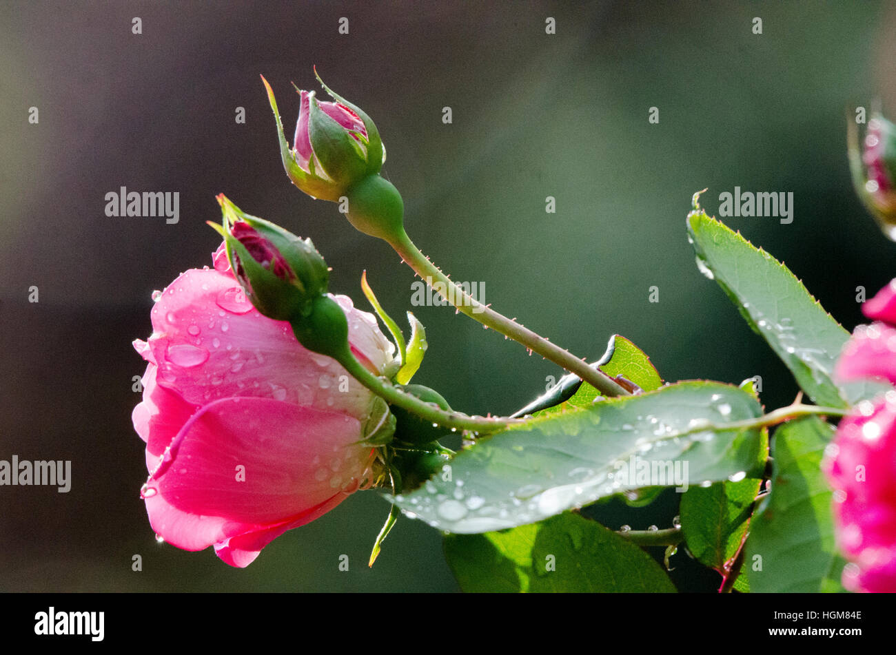 Shrub rose hi-res stock photography and images - Alamy
