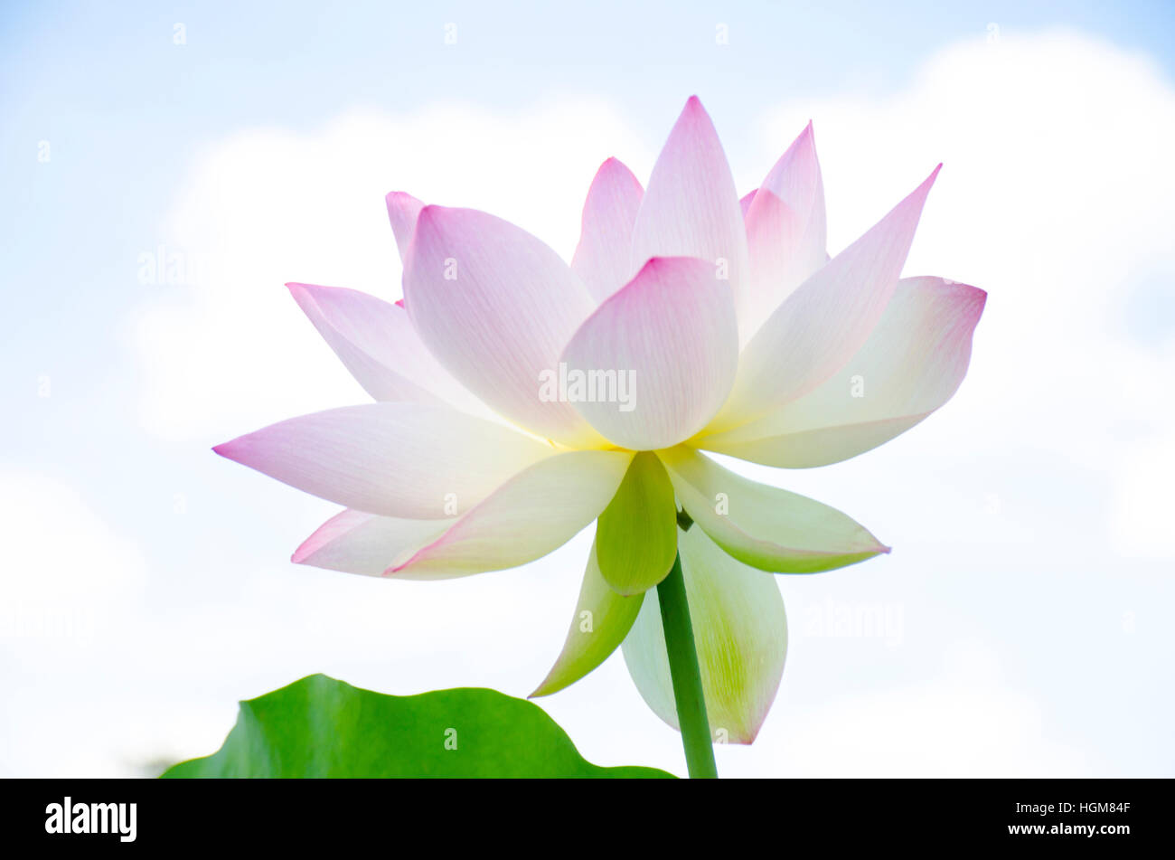 lotus blossom in full bloom Stock Photo - Alamy