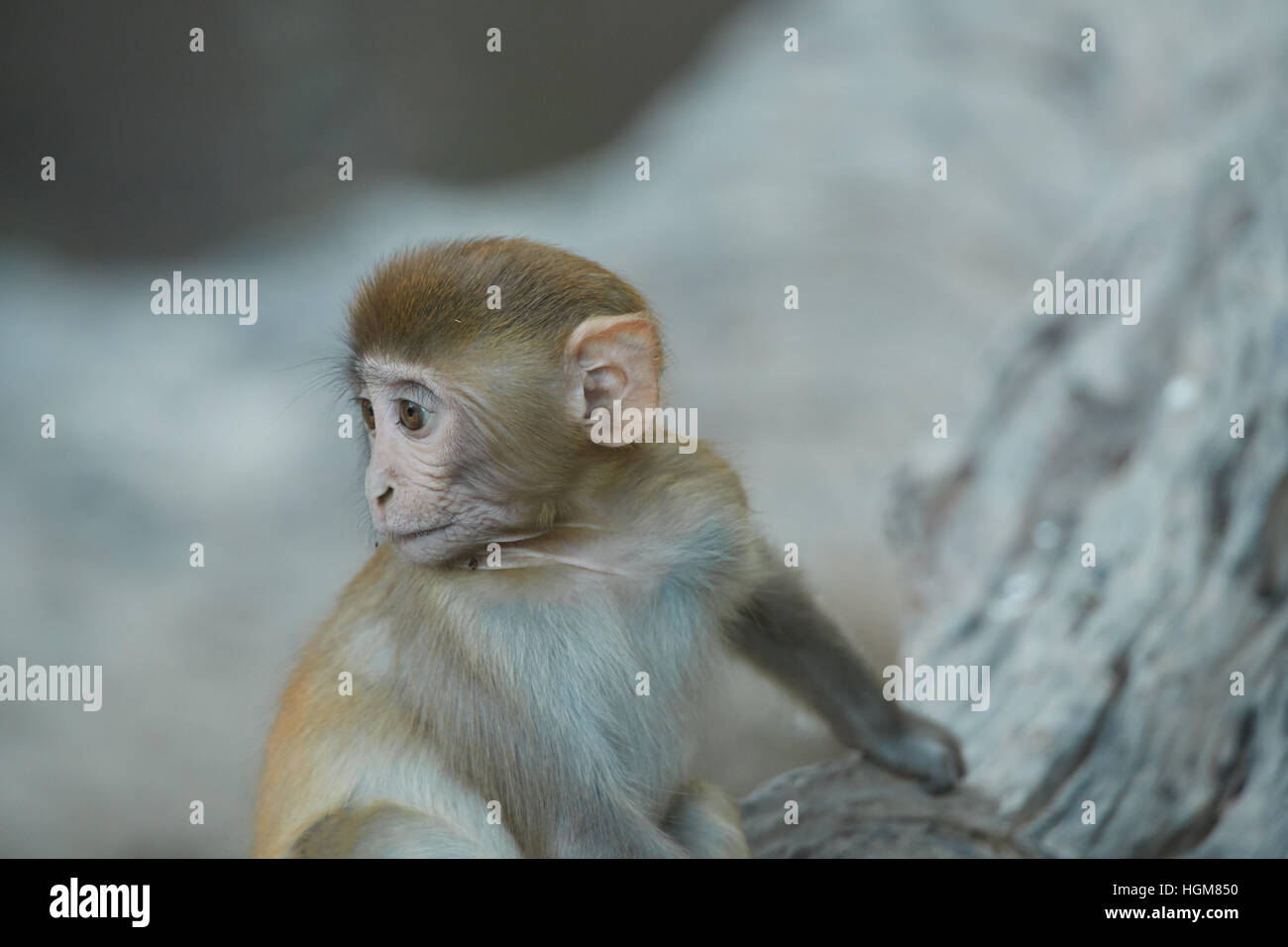 Baby Rhesus macaque (Macaca mulatta), Keoladeo Ghana National Park ...