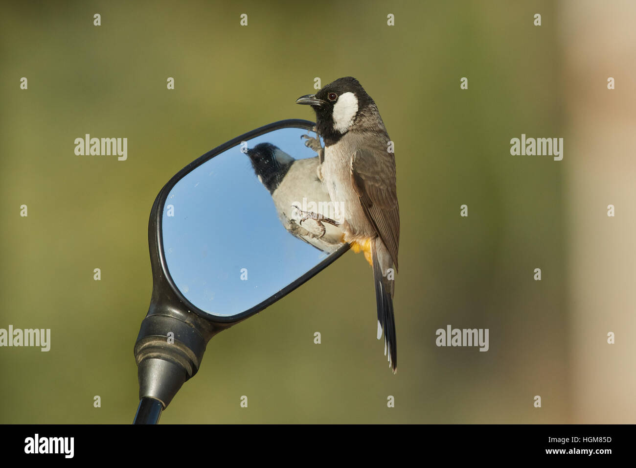 White eared bulbul bulbul pycnonotus leucotis india bird hi-res stock ...