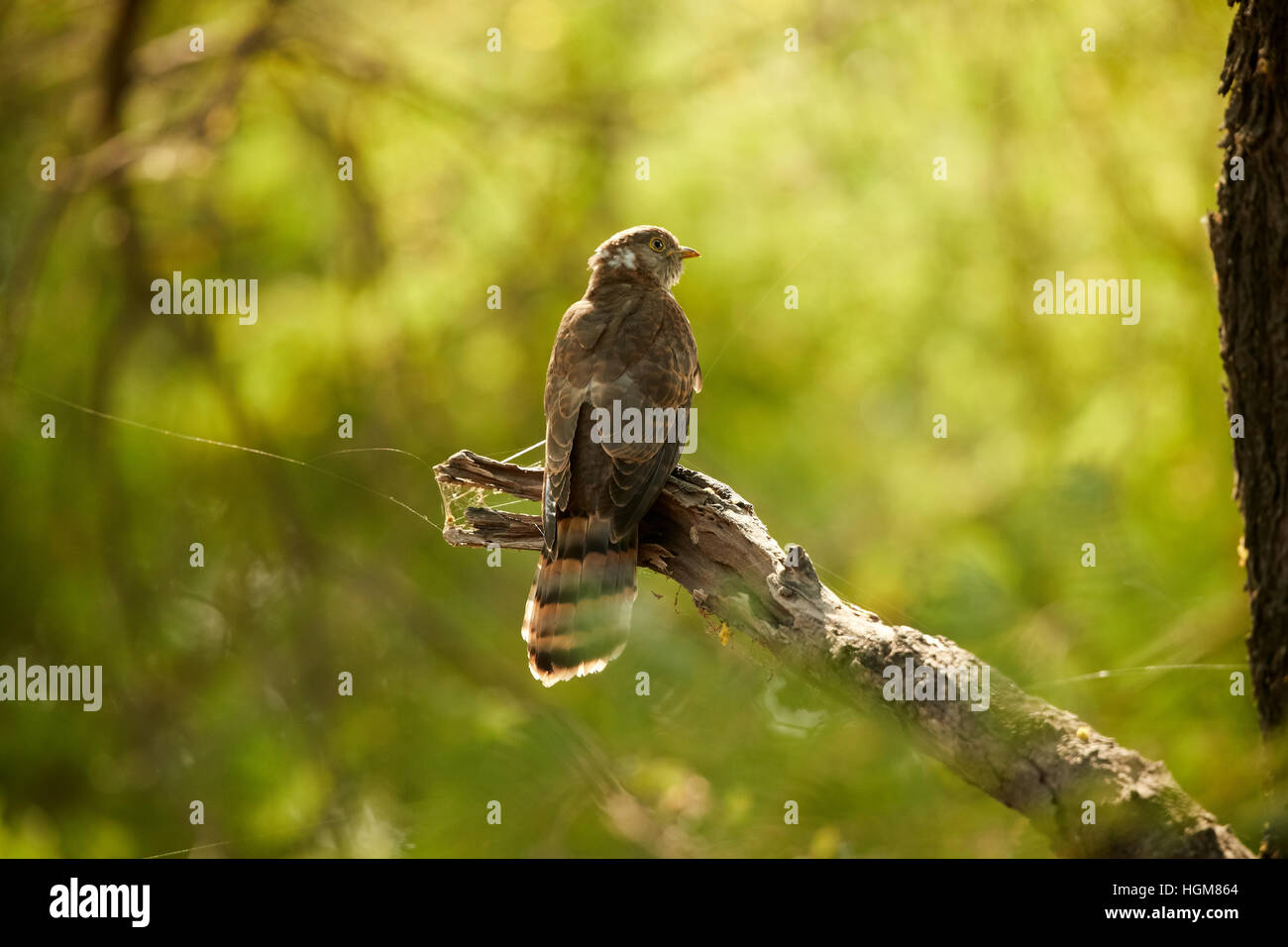 Female Plaintive Cuckoo (Cacomantis merulinus) catch on the branch in ...