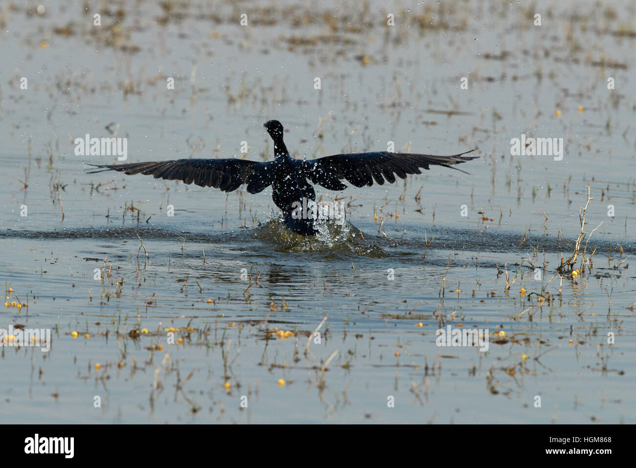 Great river niger hi-res stock photography and images - Alamy